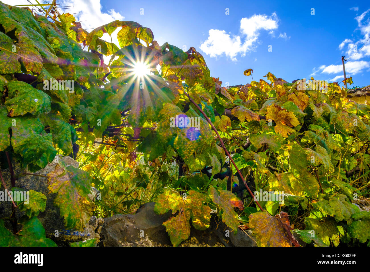 Grape tree hi-res stock photography and images - Alamy