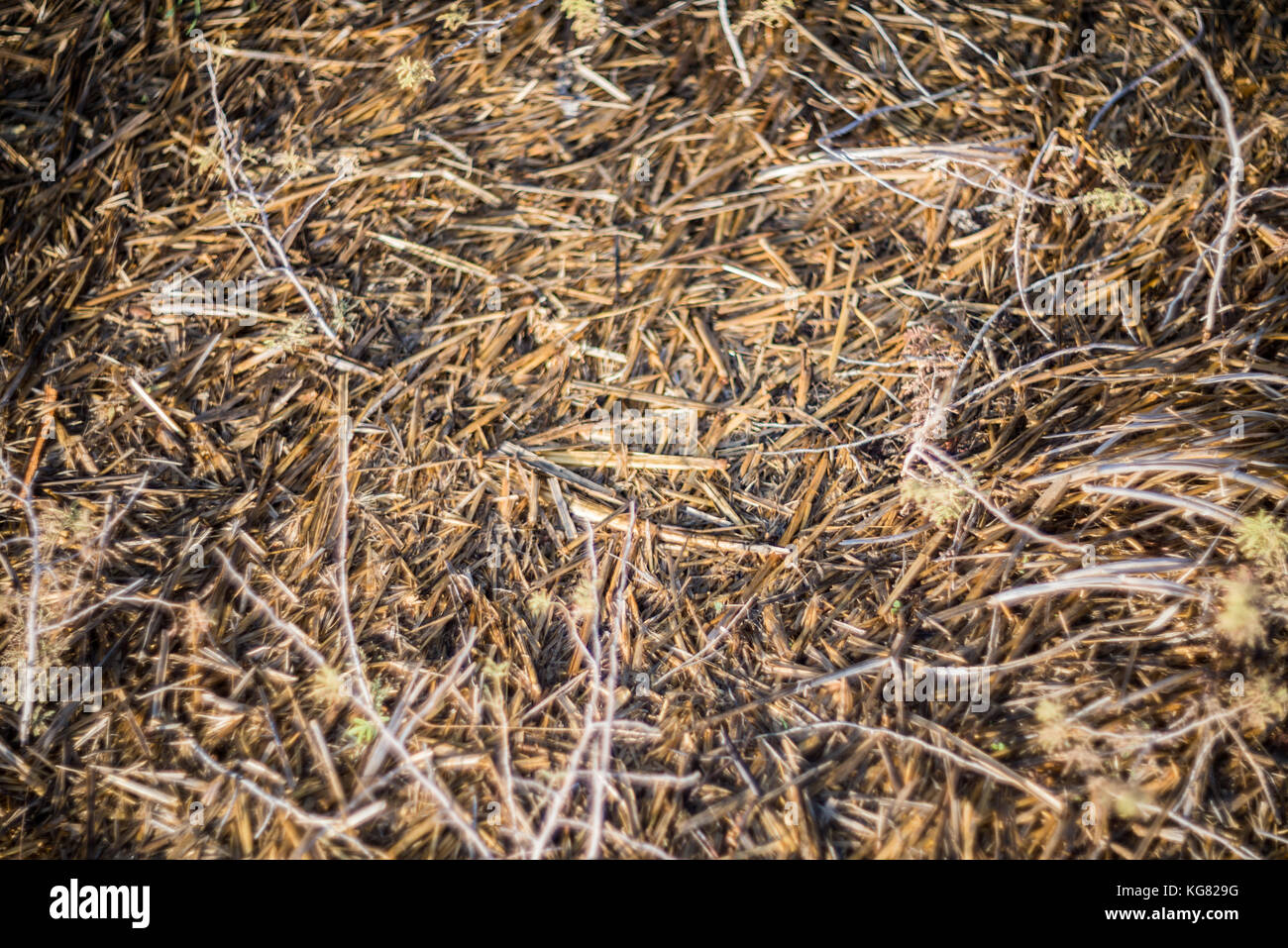 Dry grass background Stock Photo - Alamy