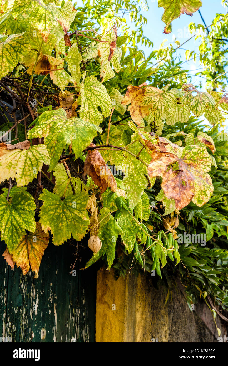 grape tree leaves Stock Photo - Alamy