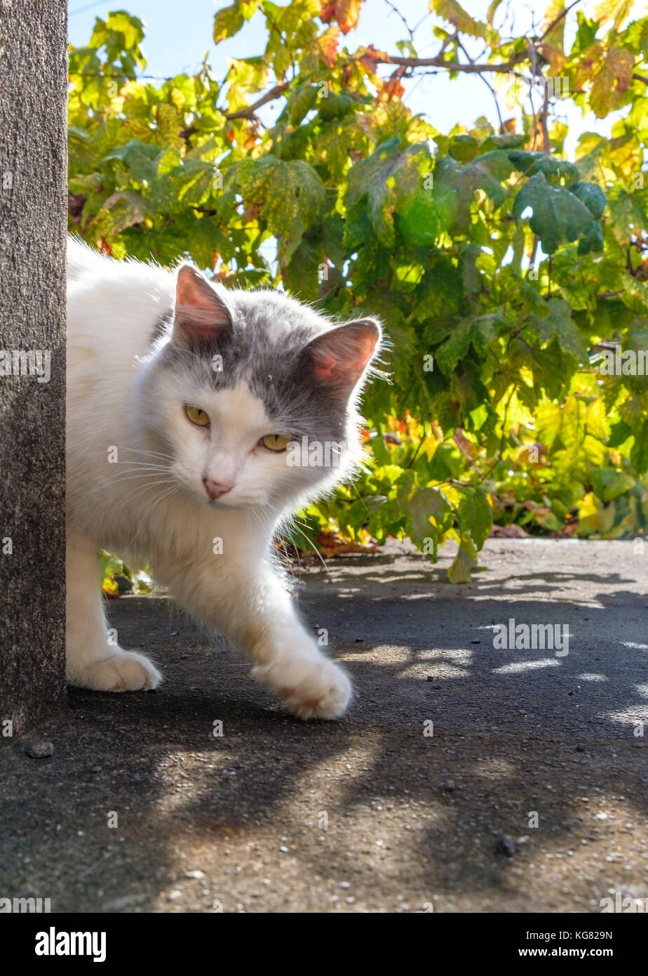 Gray and white Cat behind wall Stock Photo - Alamy