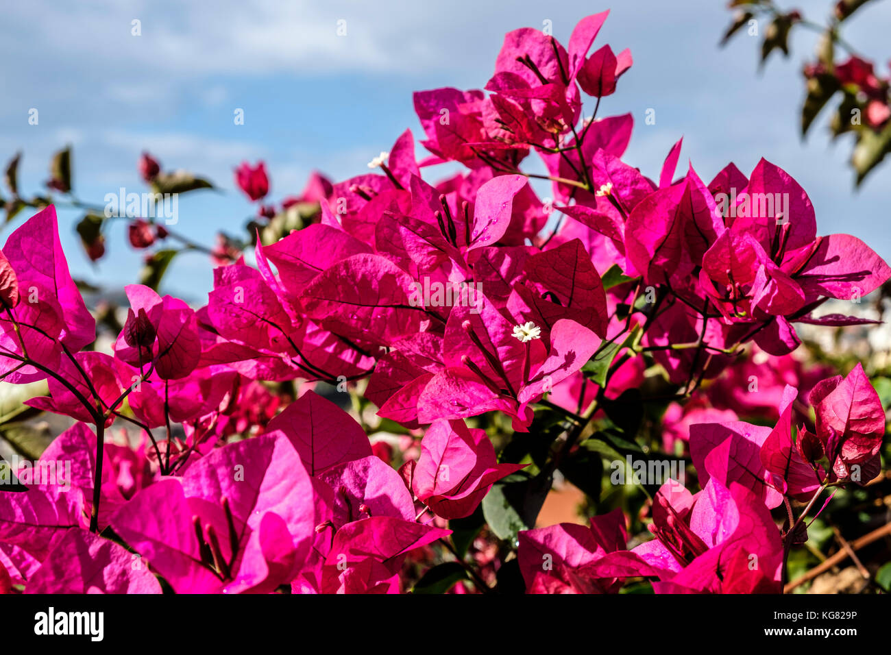 Bougainvillea madeira pink portugal hi-res stock photography and images ...