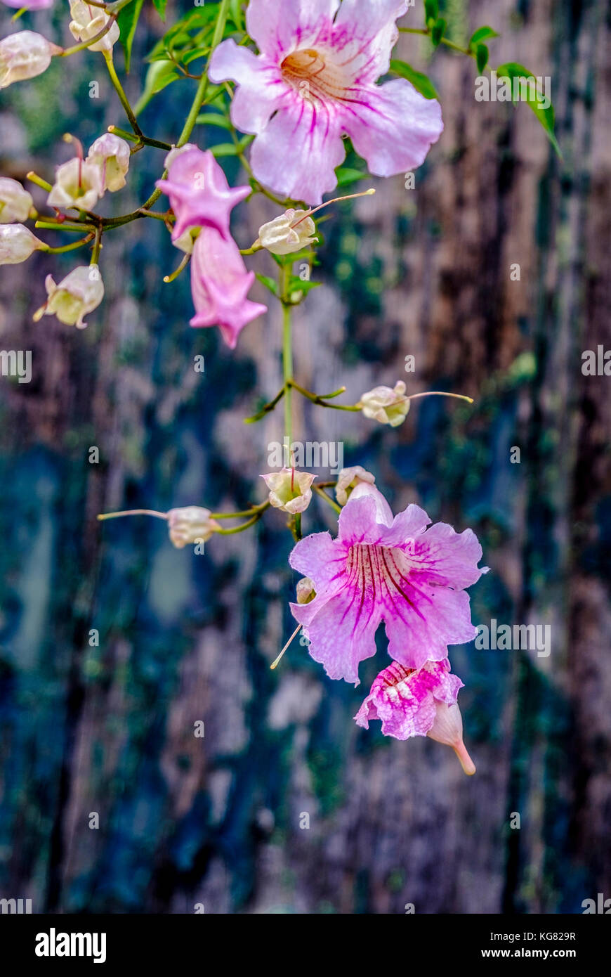 Bougainvillea madeira pink portugal hi-res stock photography and images ...