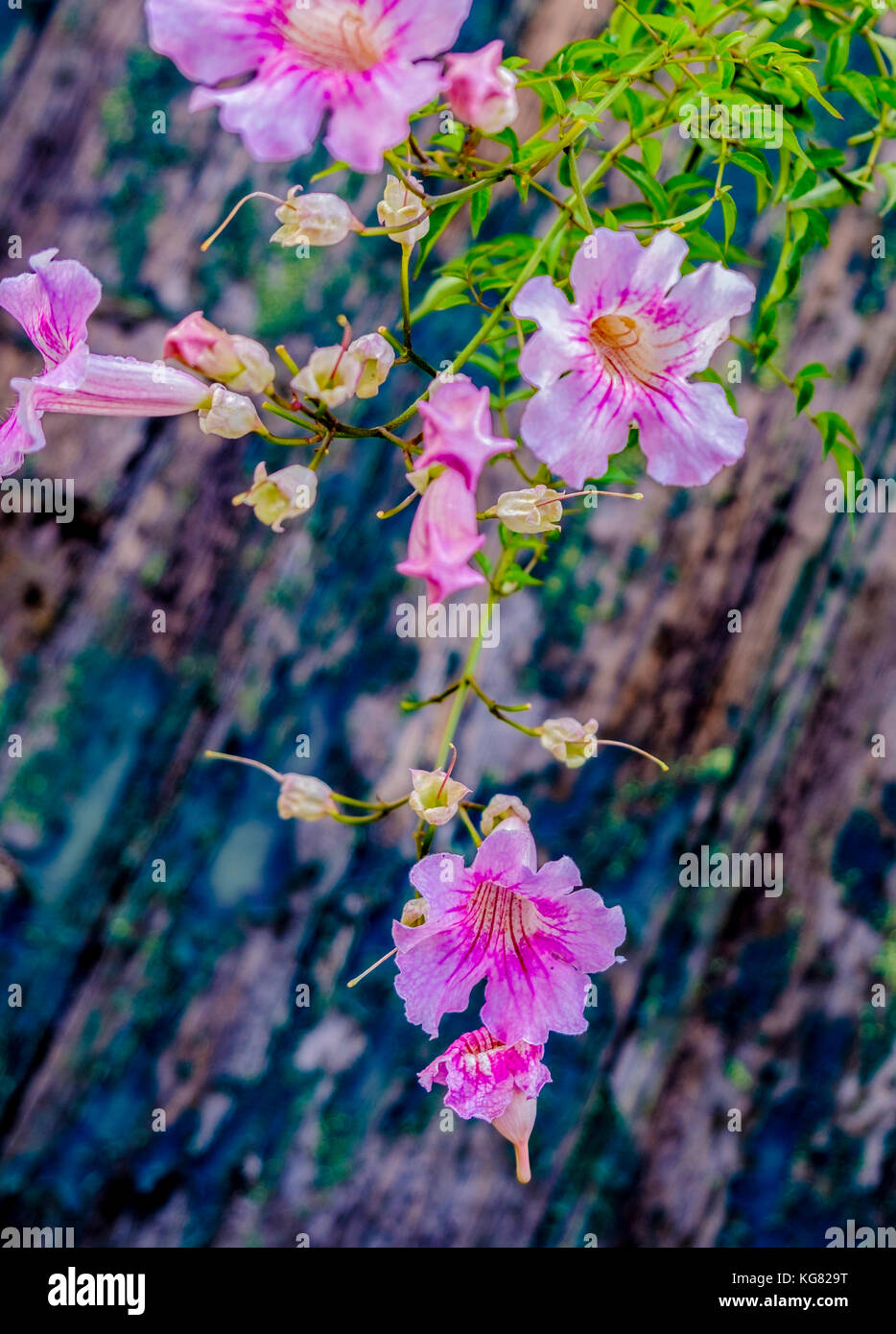 Madeira spring hi-res stock photography and images - Alamy