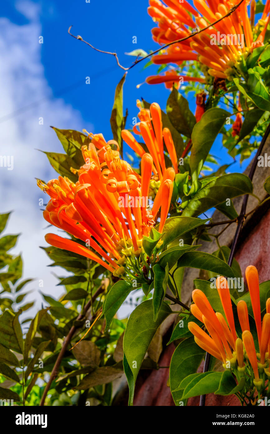 Bougainvillea madeira pink portugal hi-res stock photography and images ...