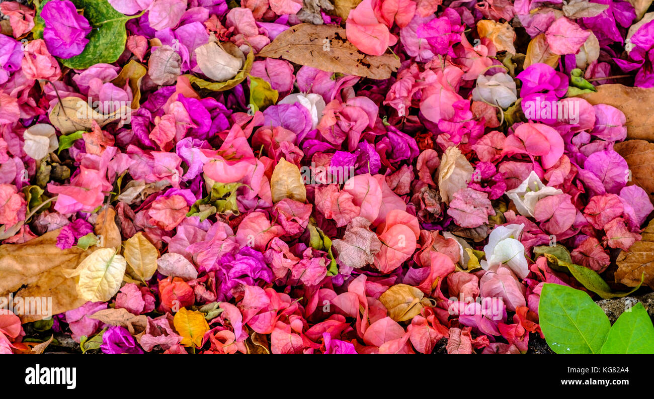 Bougainvillea madeira pink portugal hi-res stock photography and images ...
