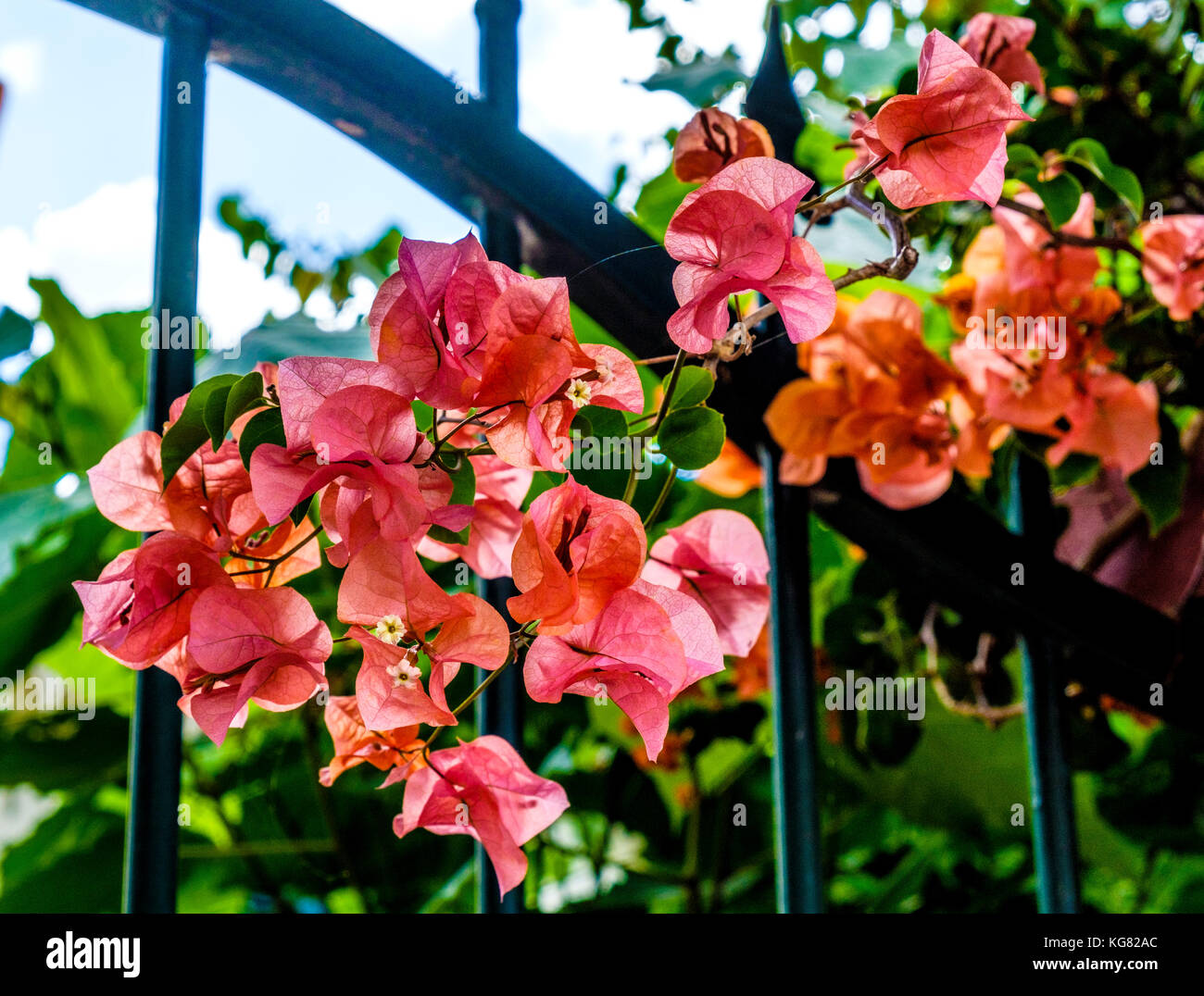 Bougainvillea madeira pink portugal hi-res stock photography and images ...