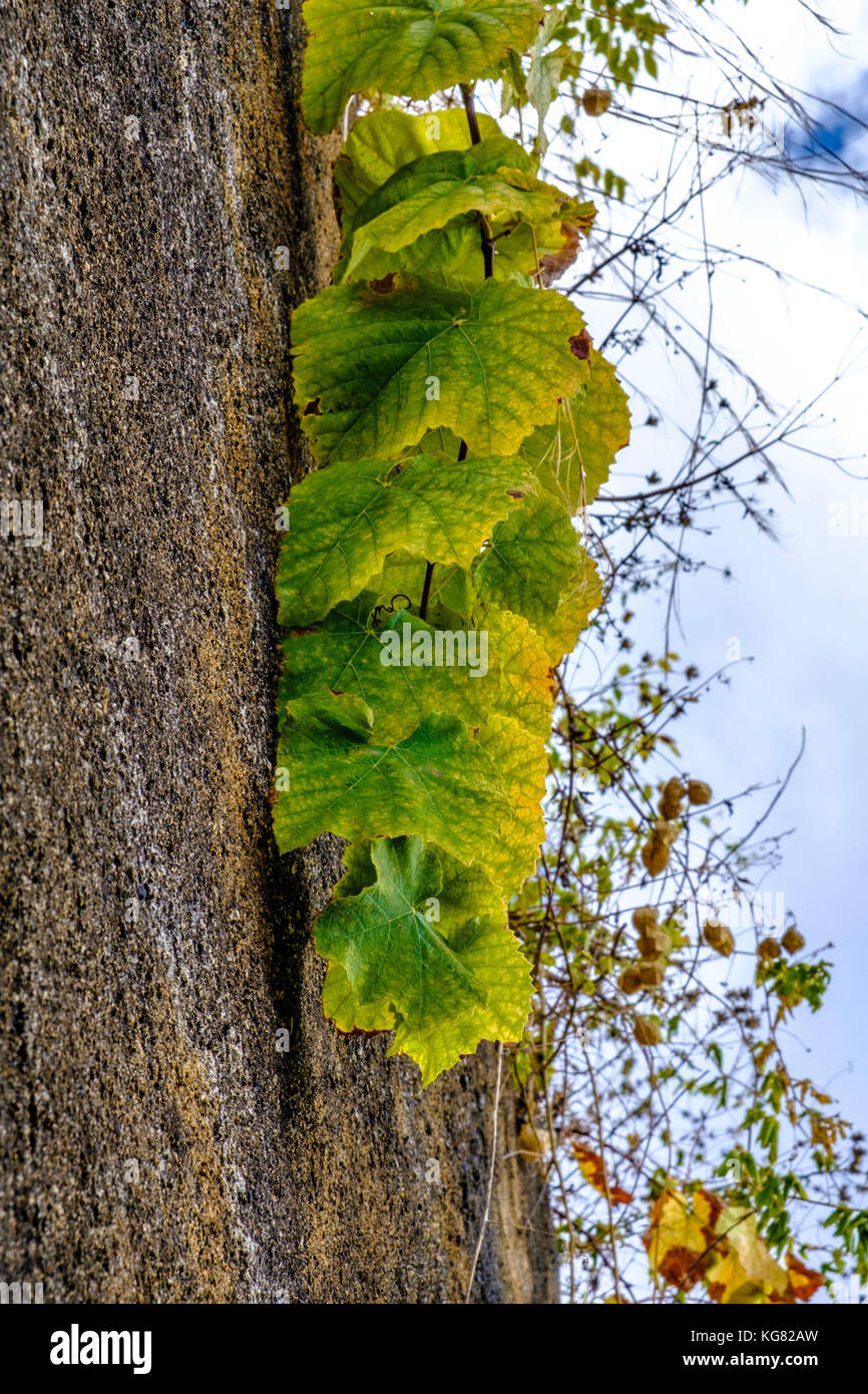 Grape Tree Stock Photos & Grape Tree Stock Images - Alamy