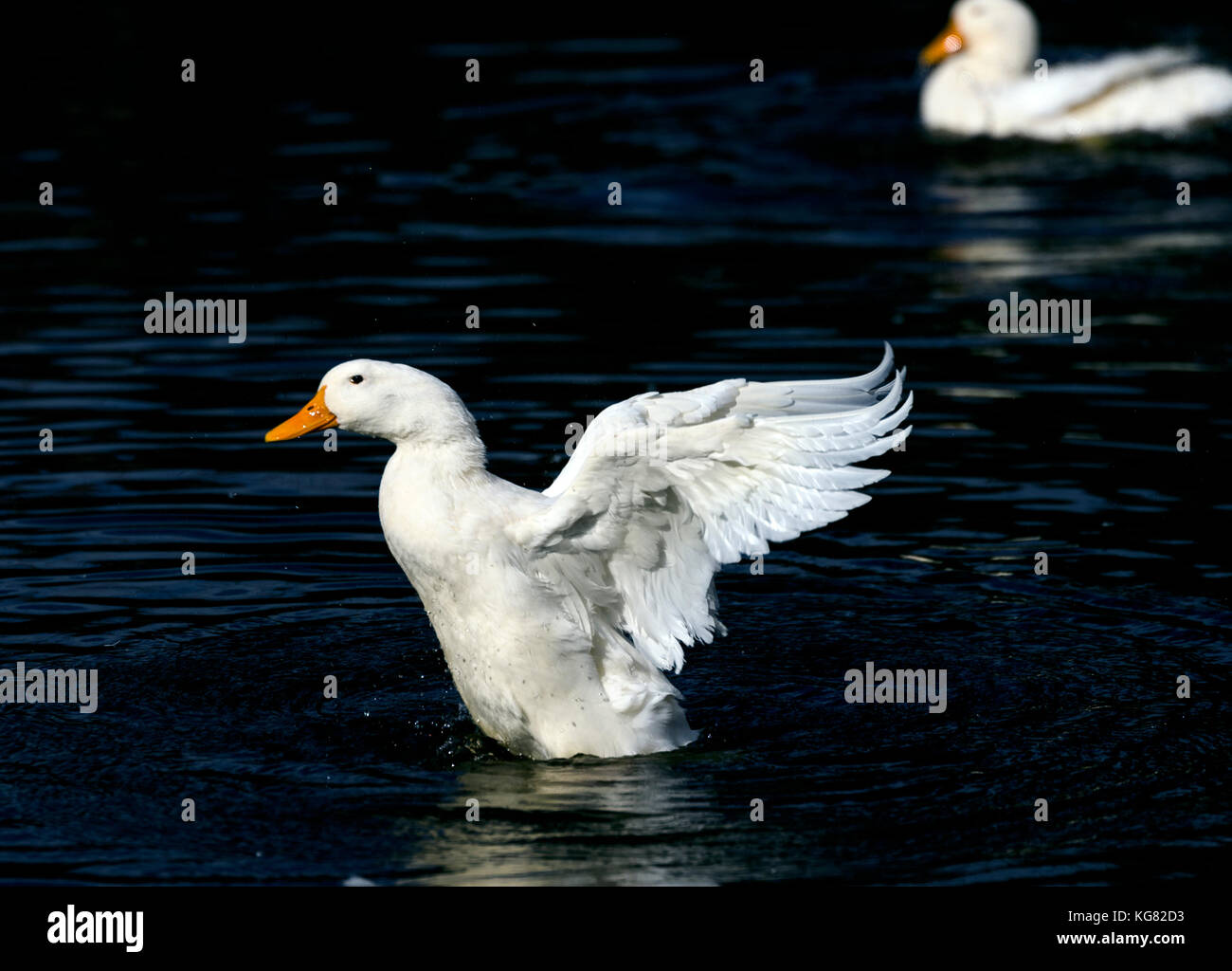 White duck with opened wings on a black background Stock Photo - Alamy