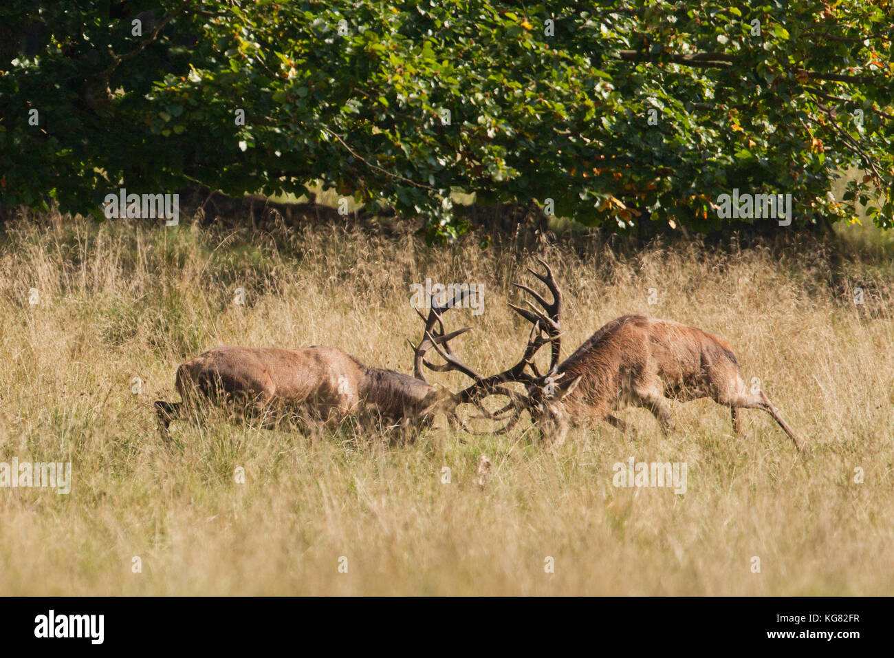 Red deer Rutting season Stock Photo - Alamy