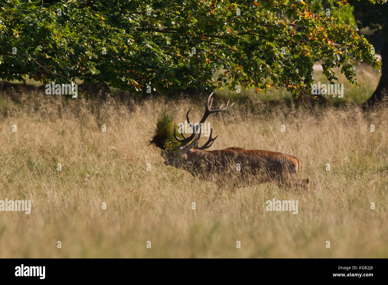 Red deer Rutting season Stock Photo - Alamy