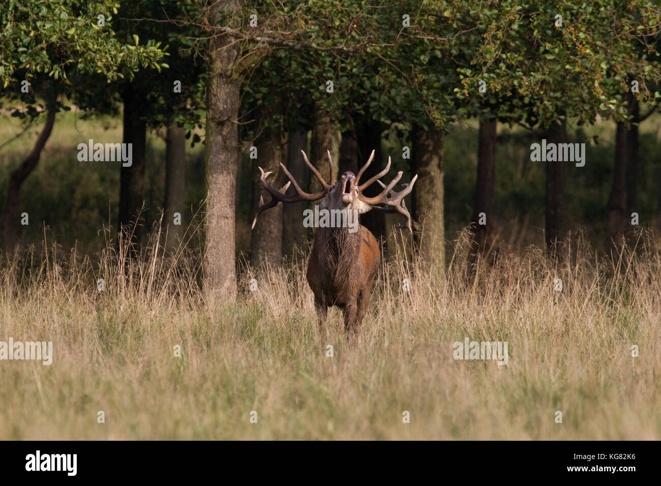 Red deer Rutting season Stock Photo - Alamy