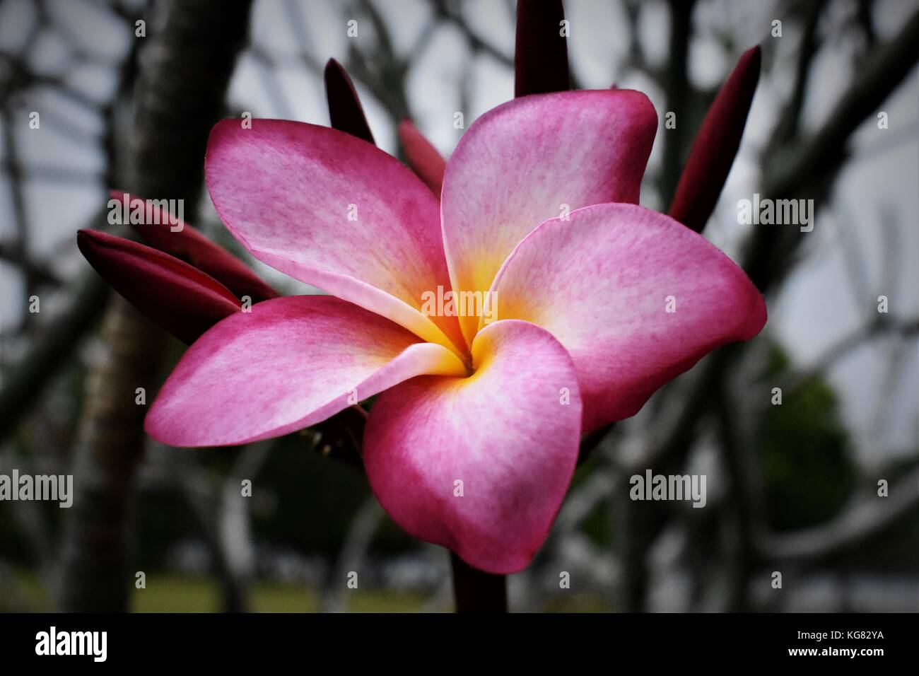 Close-up pink flower Stock Photo - Alamy