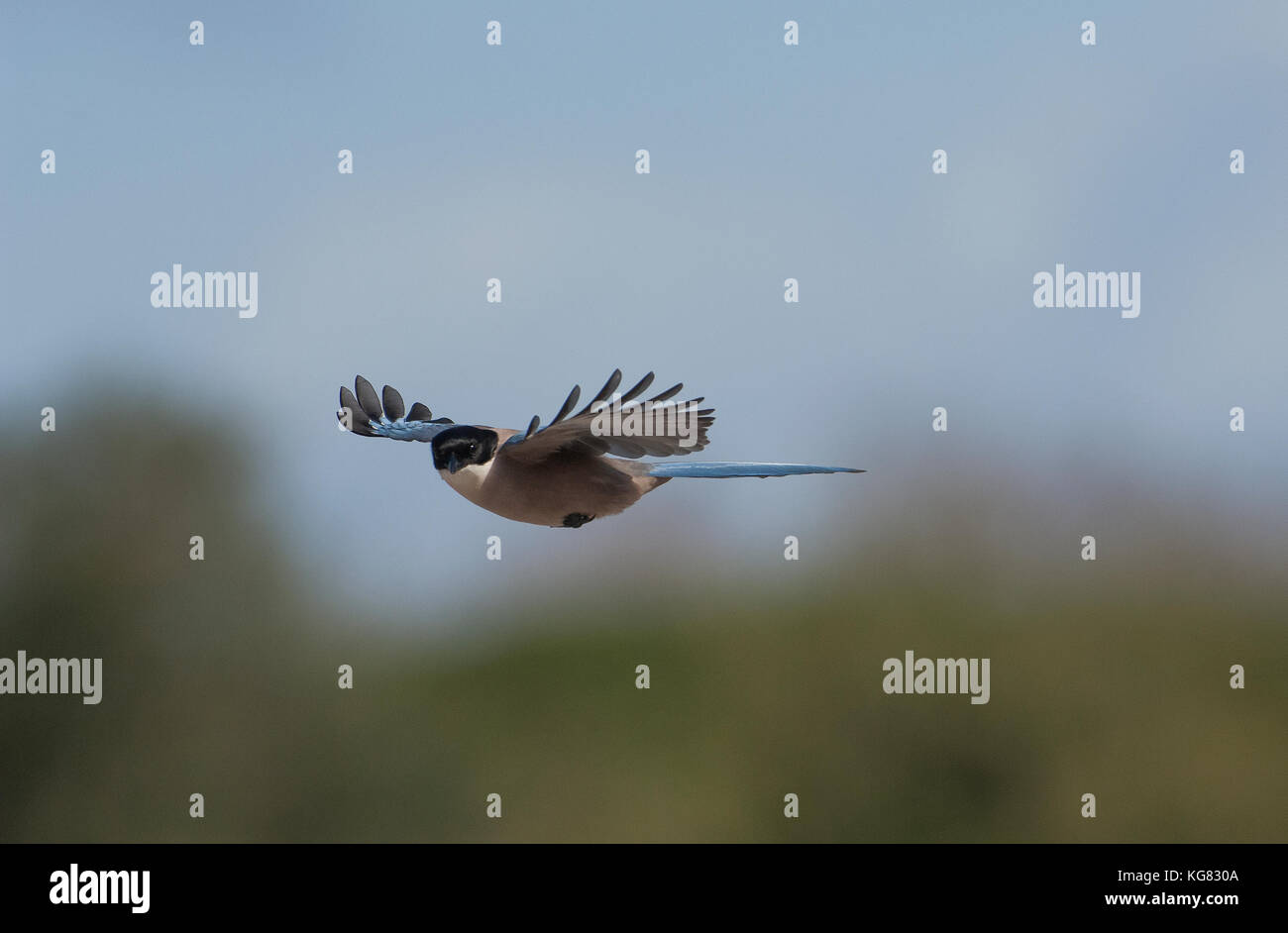 Azure winged magpie in flight donana Stock Photo - Alamy