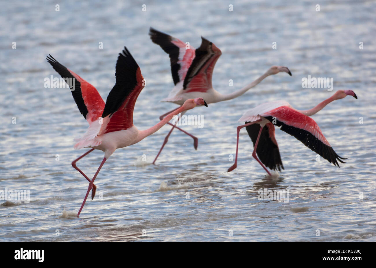 Greater flamingo donana spain Stock Photo - Alamy