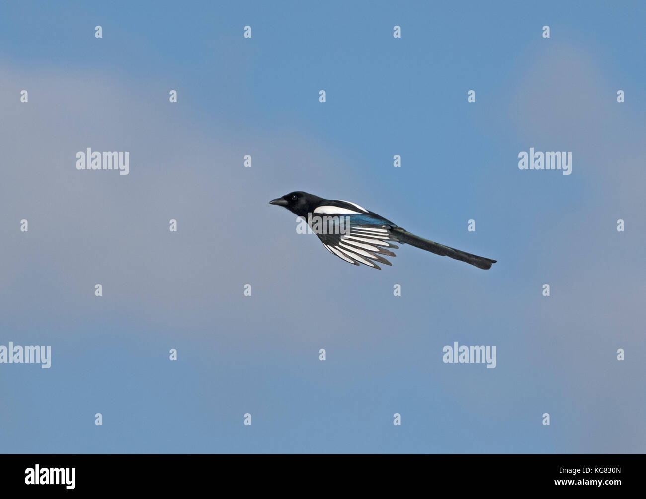 Magpie pica pica in flight Stock Photo - Alamy