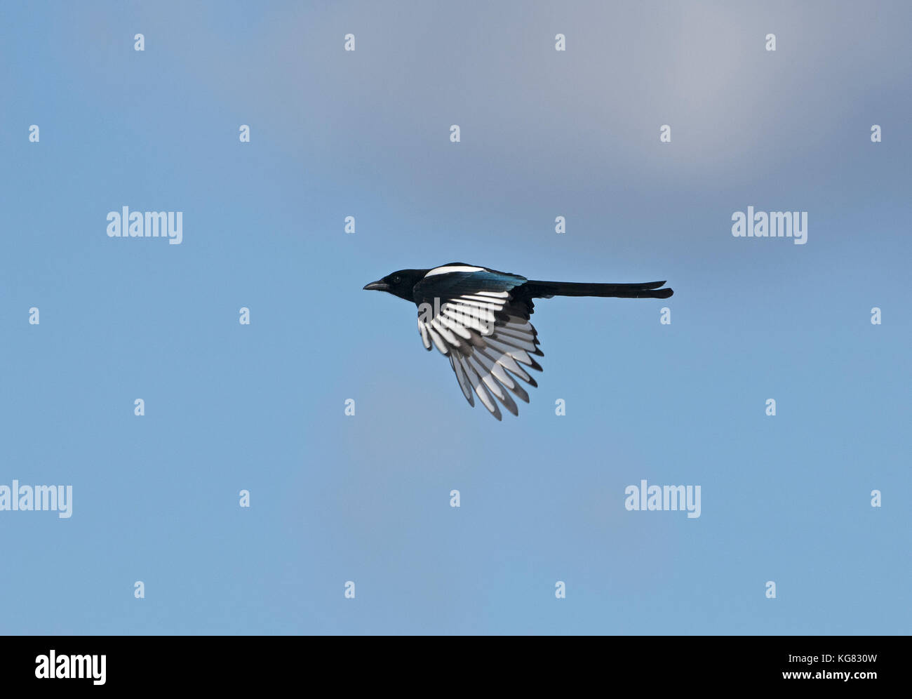 Magpie pica pica in flight Stock Photo - Alamy