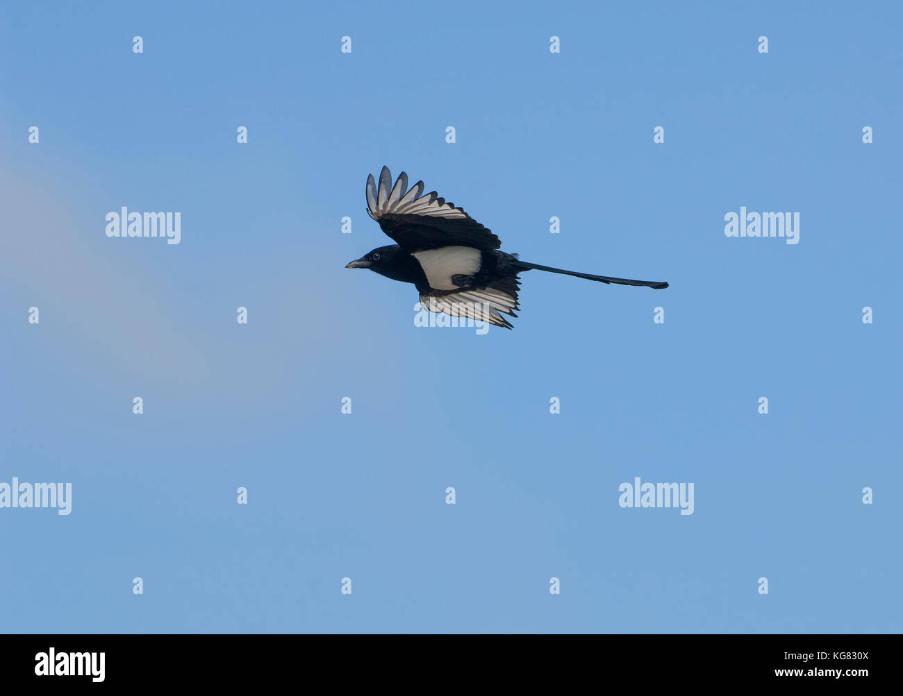 Magpie pica pica in flight Stock Photo - Alamy
