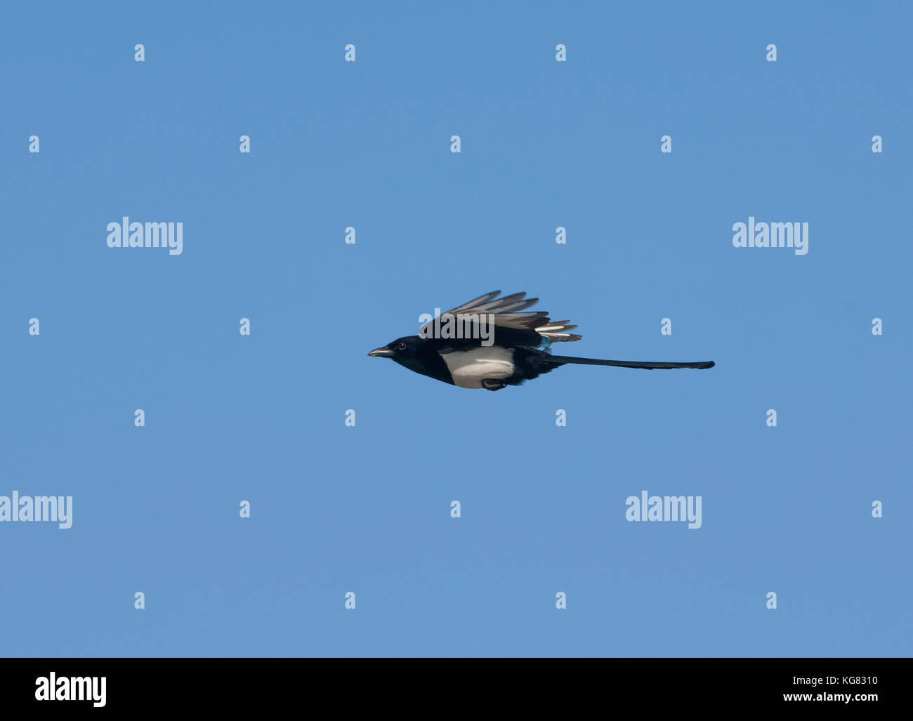 Magpie pica pica in flight Stock Photo - Alamy