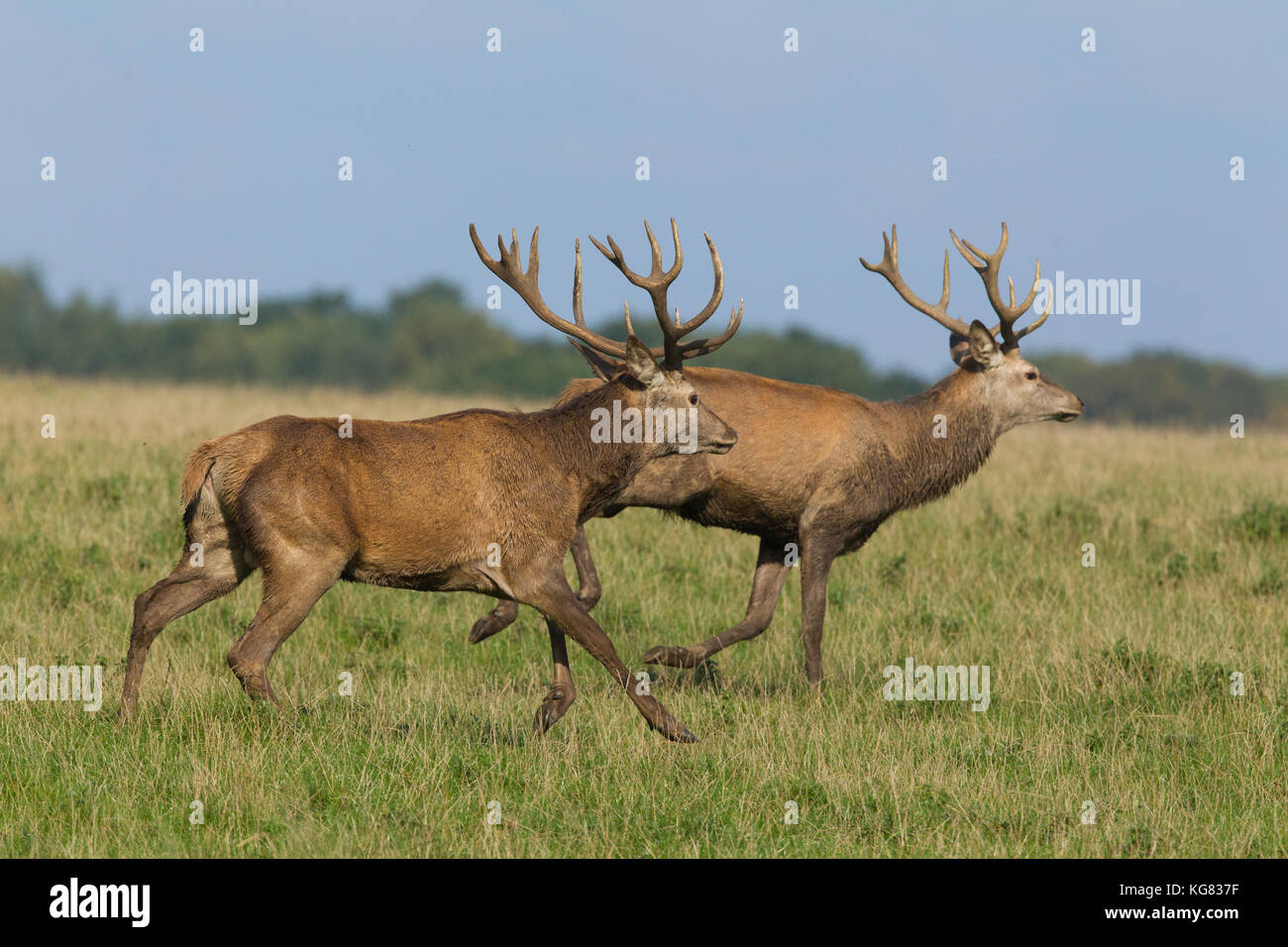 Red deer Rutting season Stock Photo - Alamy
