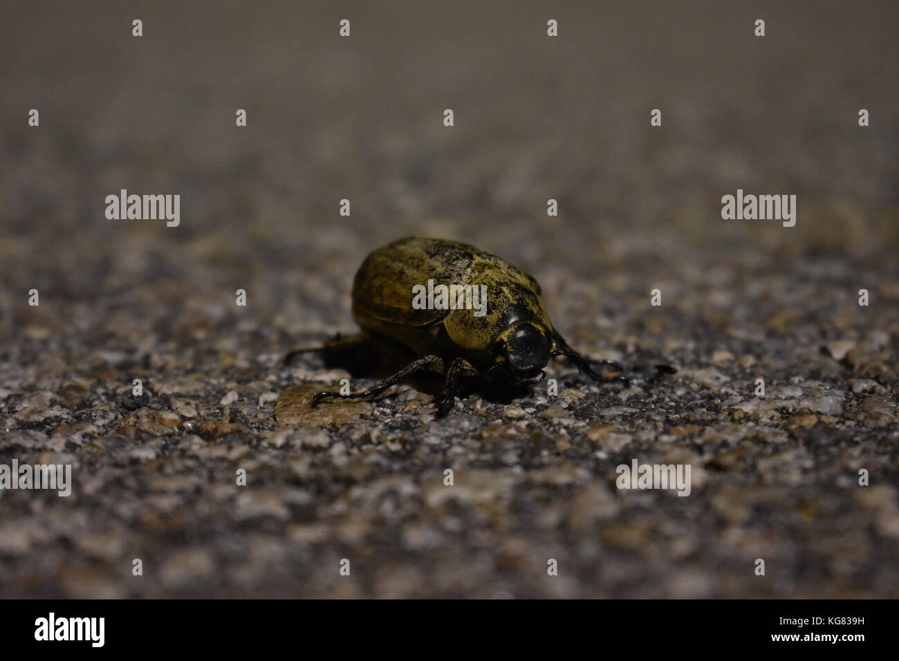Large beetle hi-res stock photography and images - Alamy