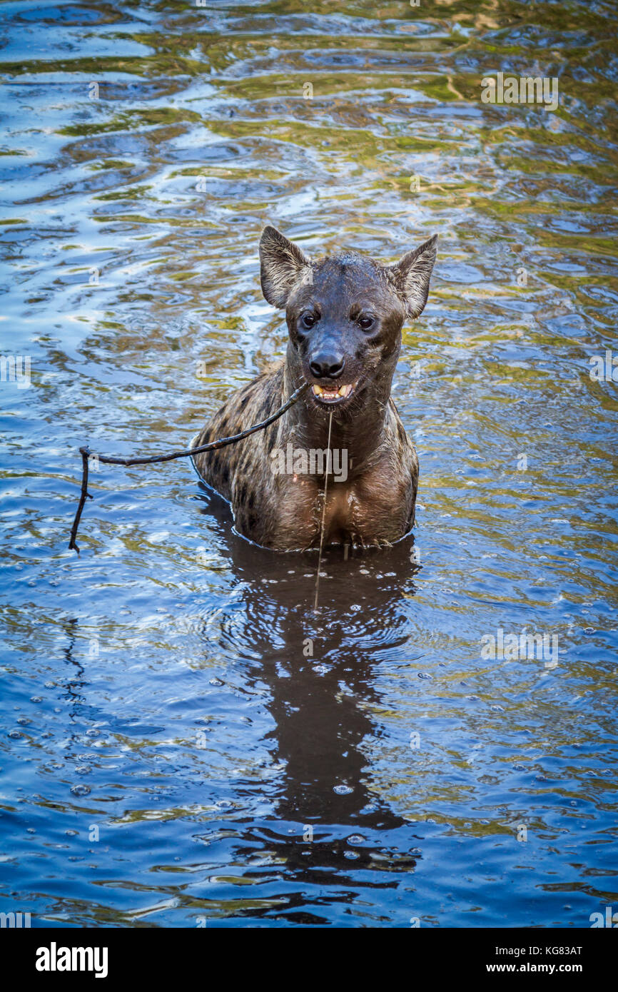 Spotted hyena in Kruger national park, South Africa ; Specie Crocuta ...