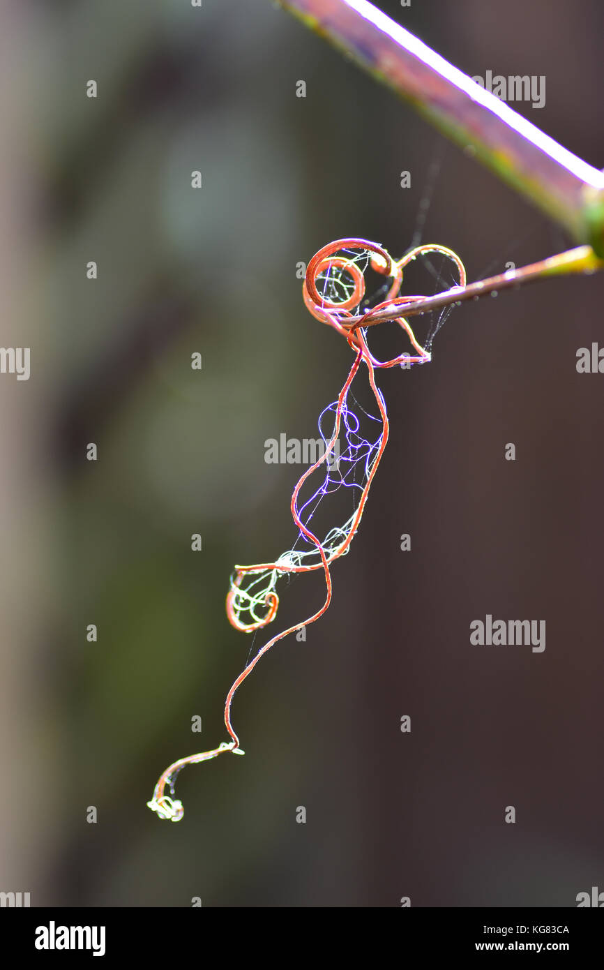 Tendrils of a grape vine in Autumn Stock Photo - Alamy