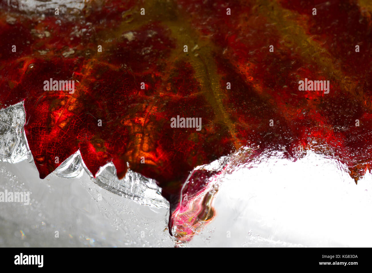 Autumn Vine leaf frozen in ice Stock Photo - Alamy