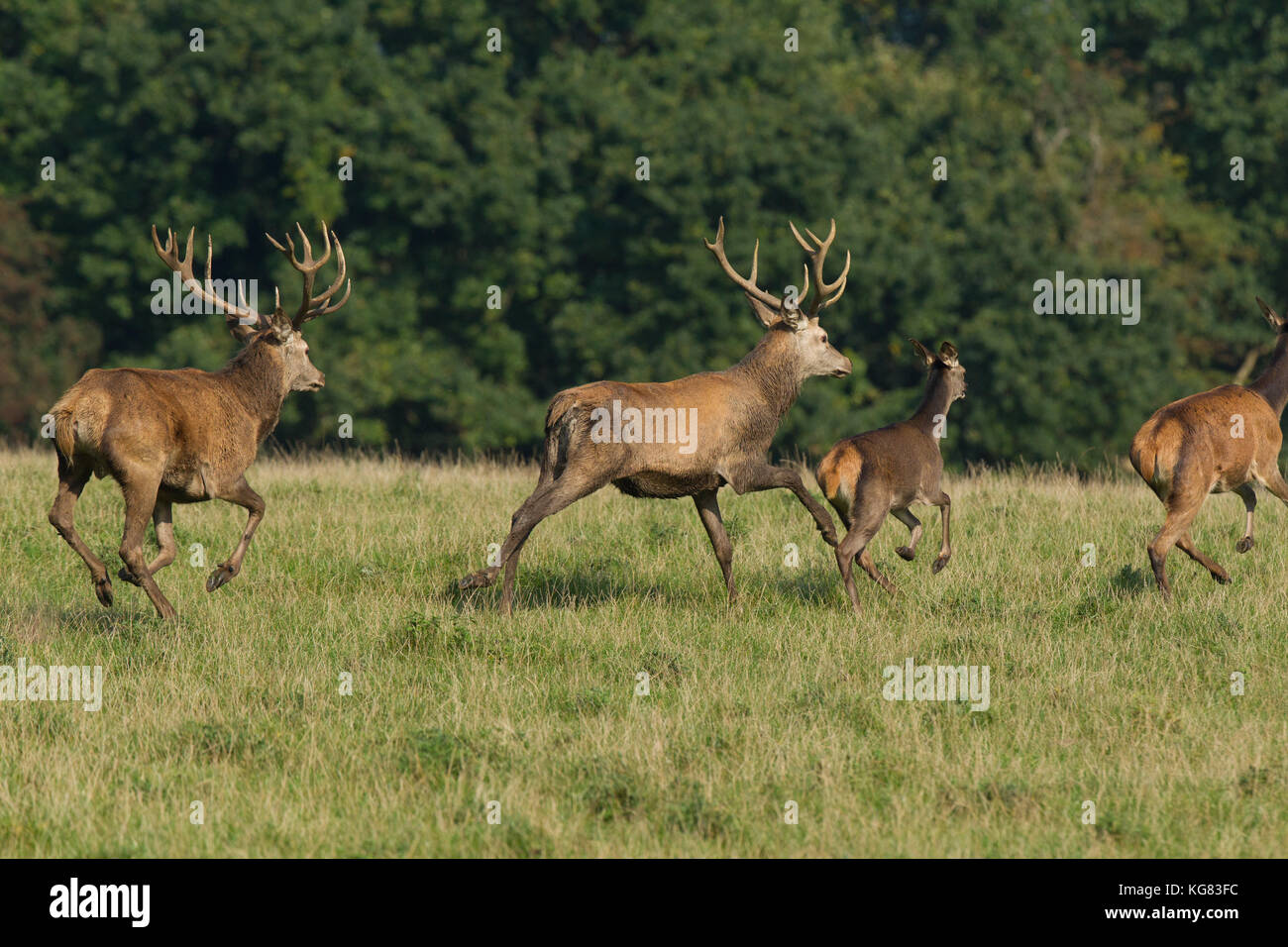 Red deer Rutting season Stock Photo - Alamy