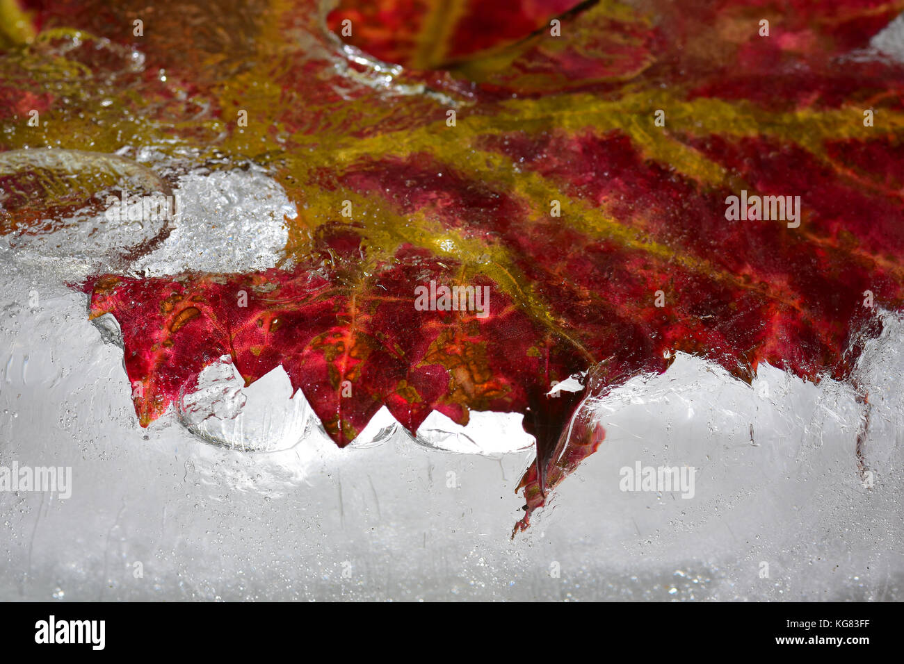 Autumn Vine leaf frozen in ice Stock Photo - Alamy