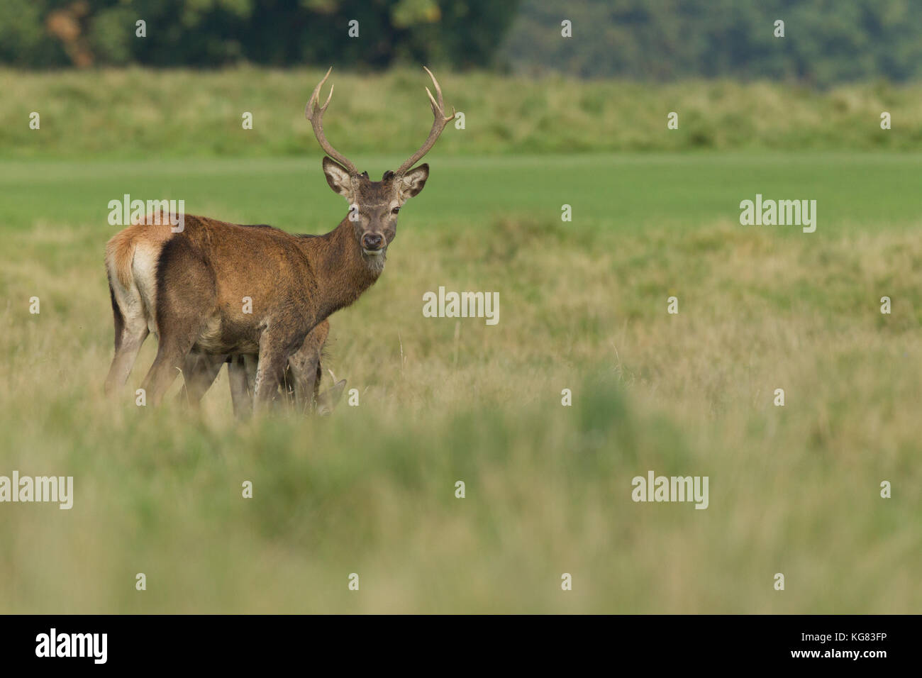 Red deer Rutting season Stock Photo - Alamy