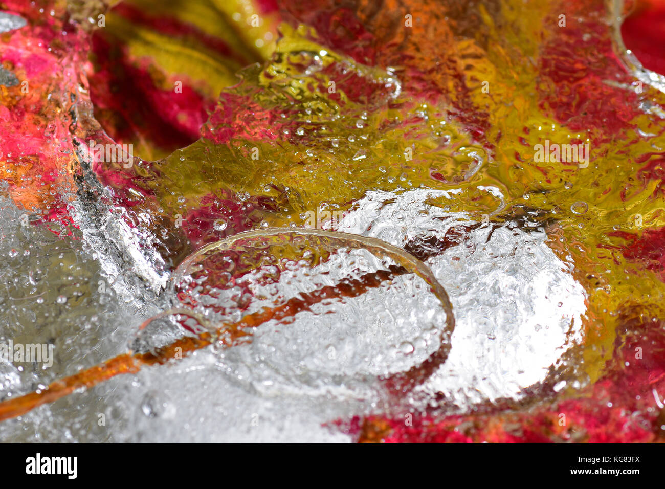 Autumn Vine leaf frozen in ice Stock Photo - Alamy