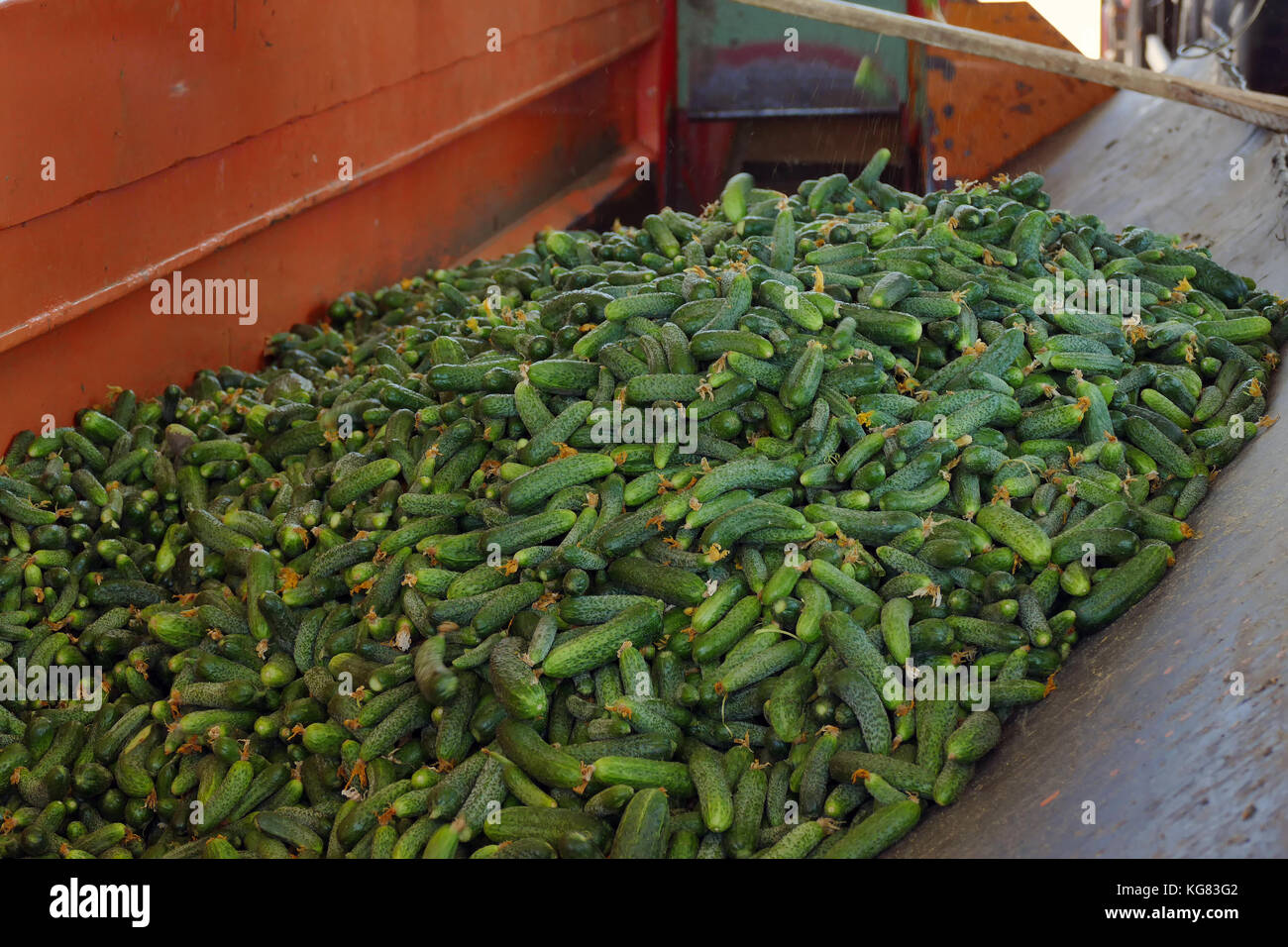 Production line for calibration and processing of young green cucumber ...