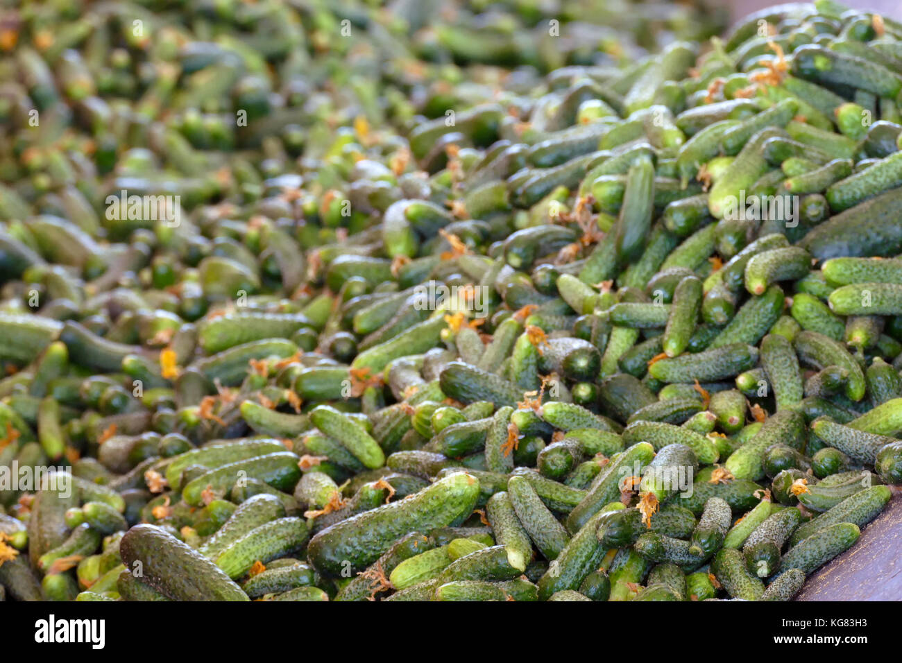 Cucumber pickle factory hi-res stock photography and images - Alamy