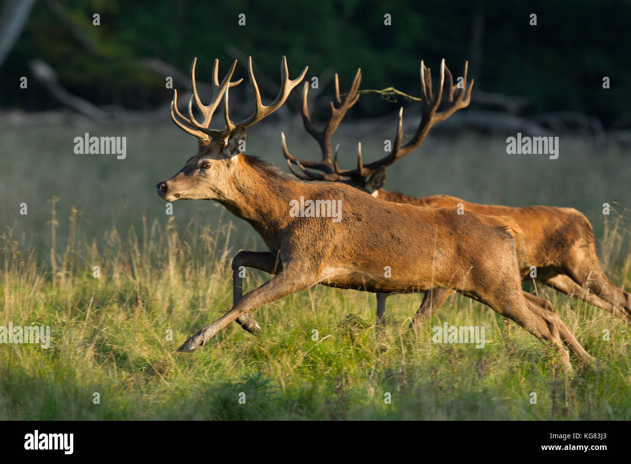 Red deer Rutting season Stock Photo - Alamy