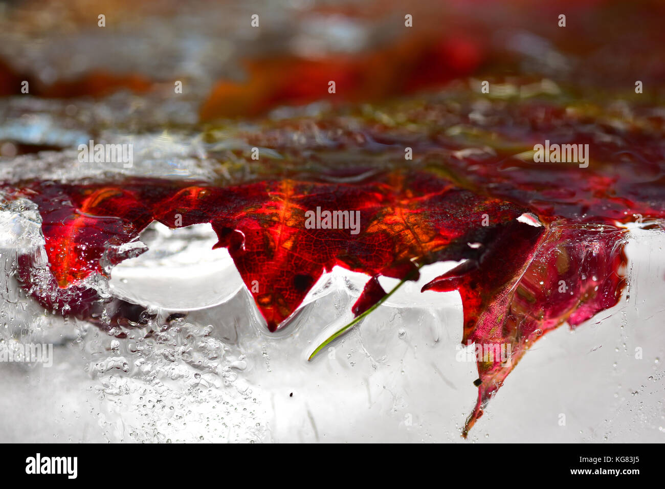 Autumn Vine leaf frozen in ice Stock Photo - Alamy