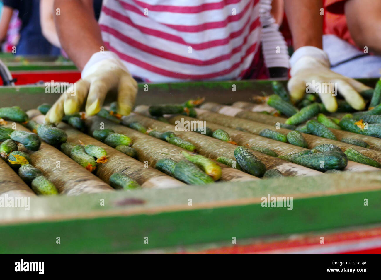 Cucumber pickle factory hi-res stock photography and images - Alamy