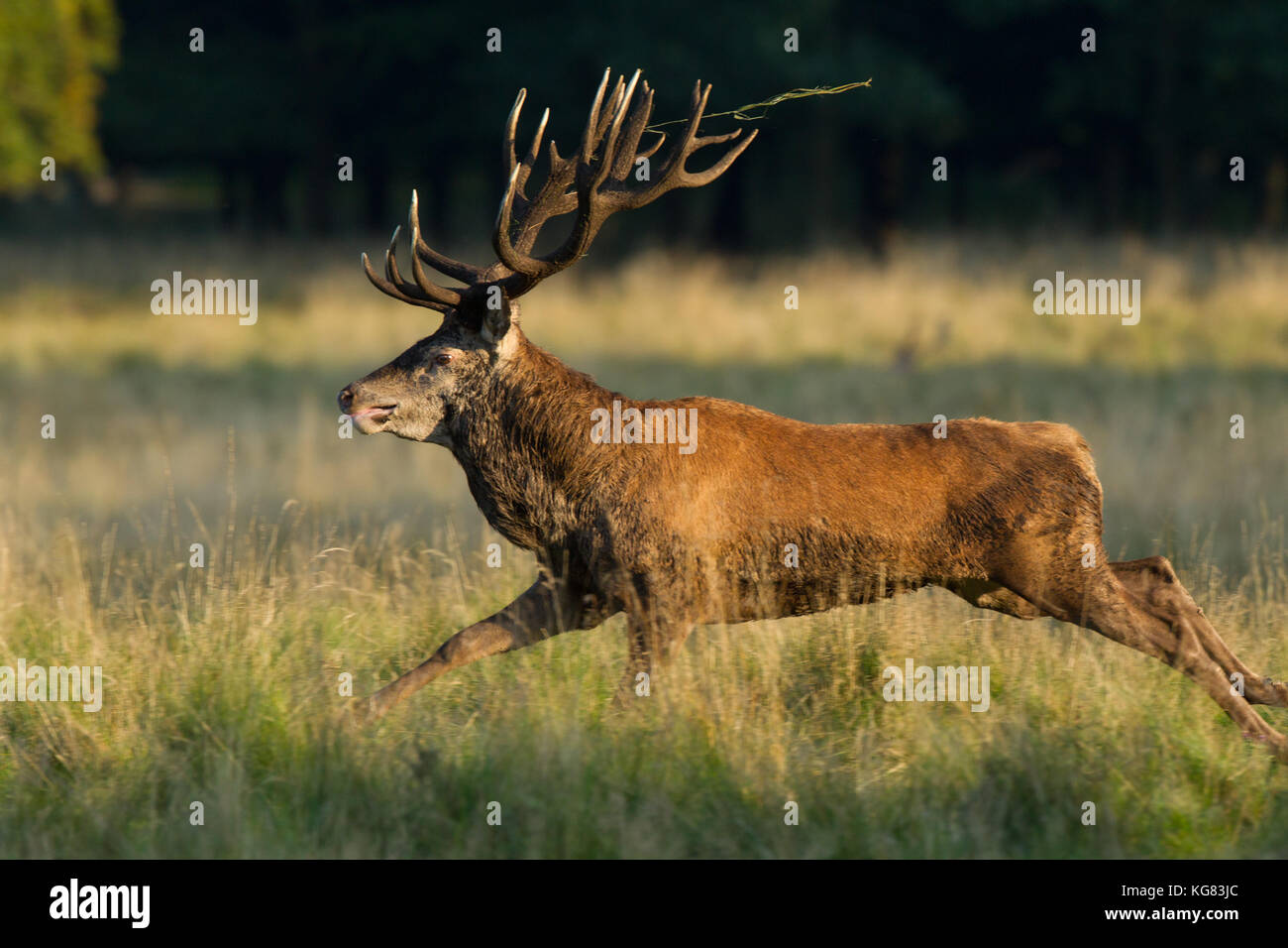 Red deer Rutting season Stock Photo - Alamy