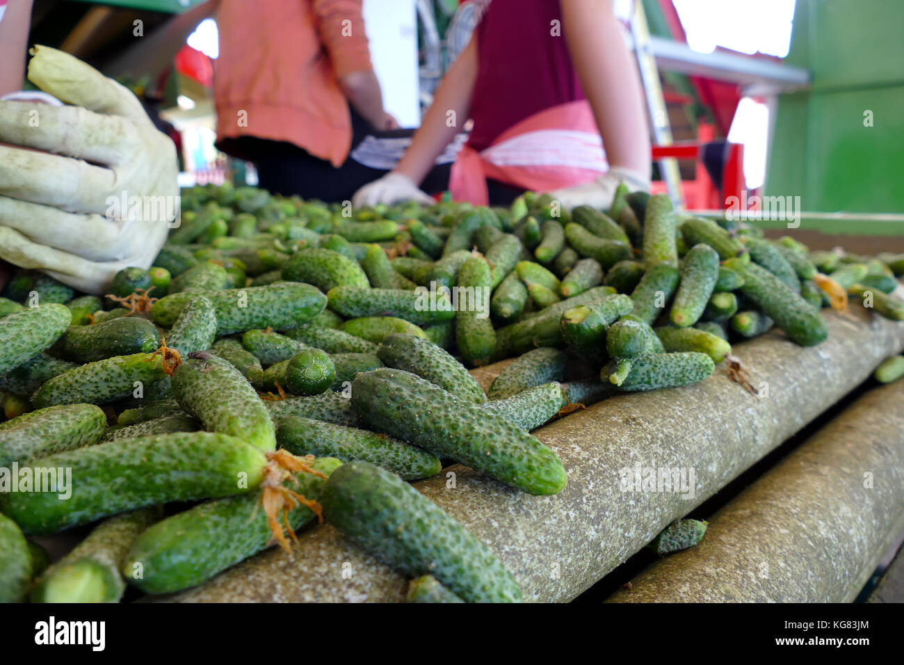 Production line for calibration and processing of young green cucumber ...