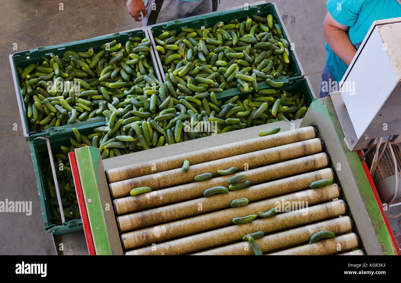 Cucumber pickle factory hi-res stock photography and images - Alamy