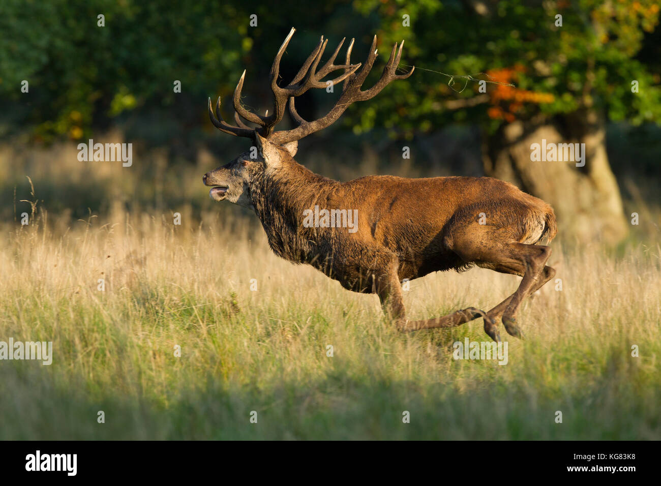 Red deer Rutting season Stock Photo - Alamy