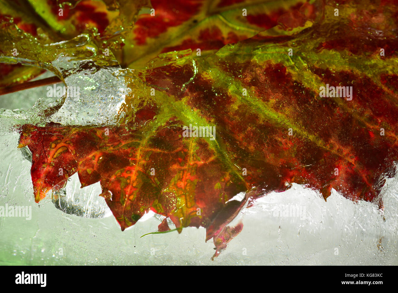 Autumn Vine leaf frozen in ice Stock Photo - Alamy