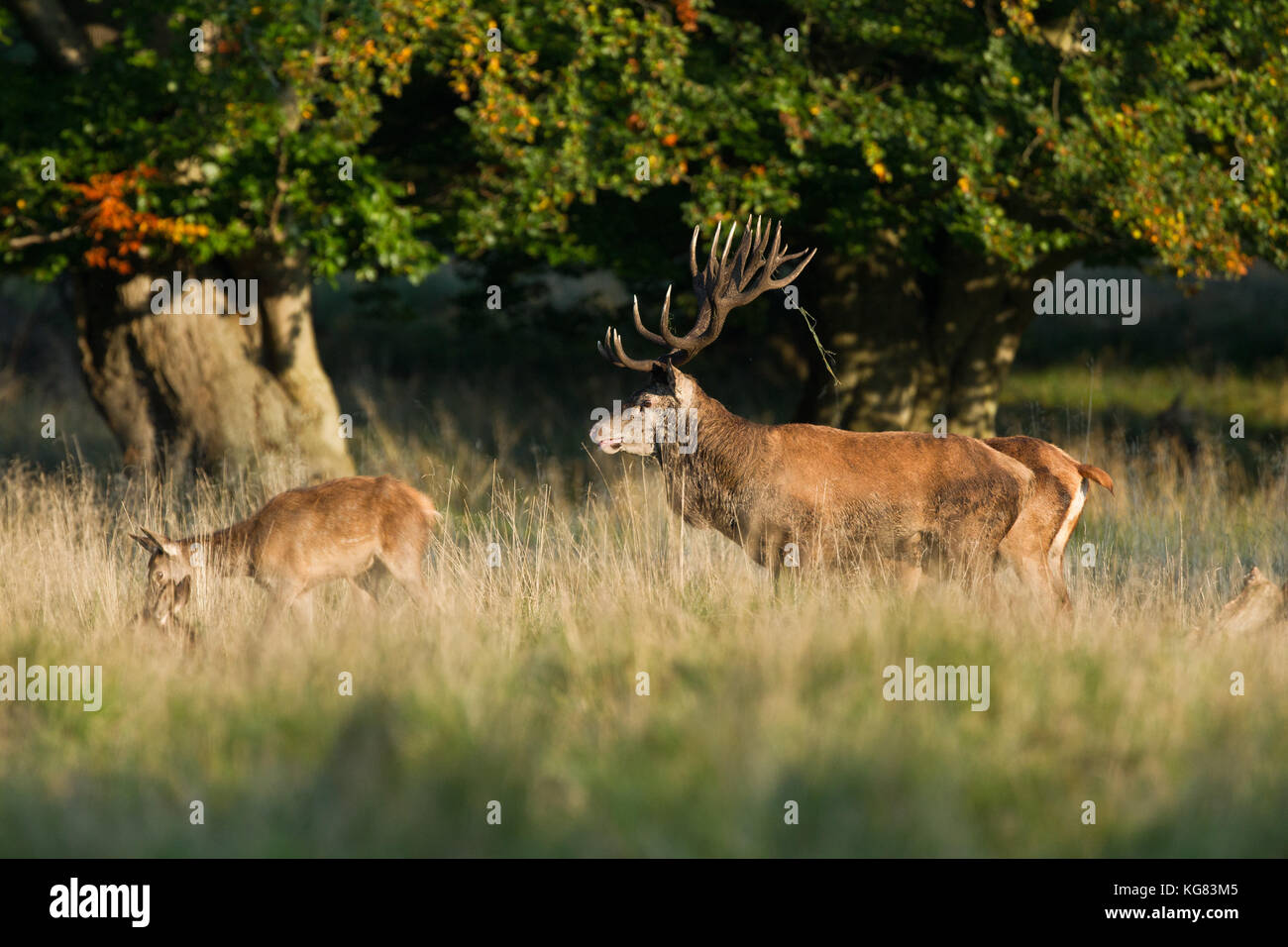 Red deer Rutting season Stock Photo - Alamy