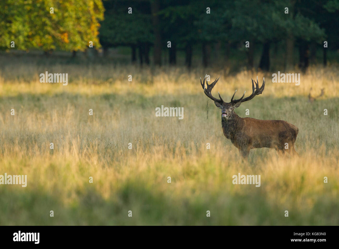 Red deer Rutting season Stock Photo - Alamy