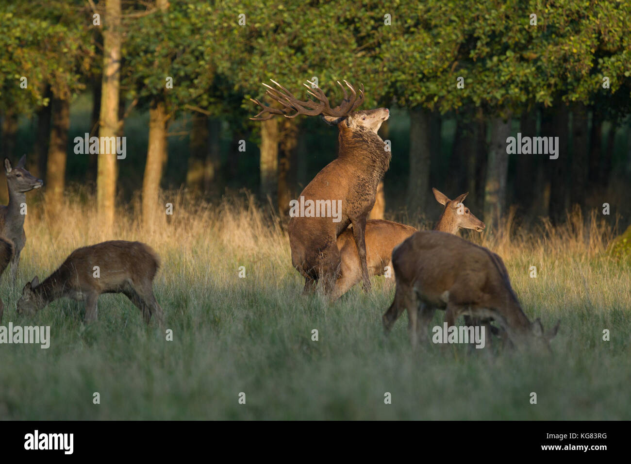 Red deer Rutting season Stock Photo - Alamy