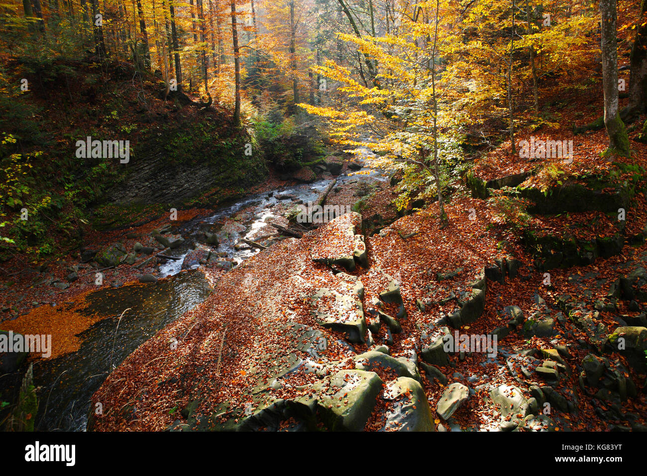 Magnificent view of the waterfall in the Autumn Beech Forest in Europe ...