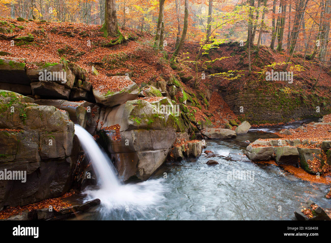 Magnificent view of the waterfall in the Autumn Beech Forest in Europe ...