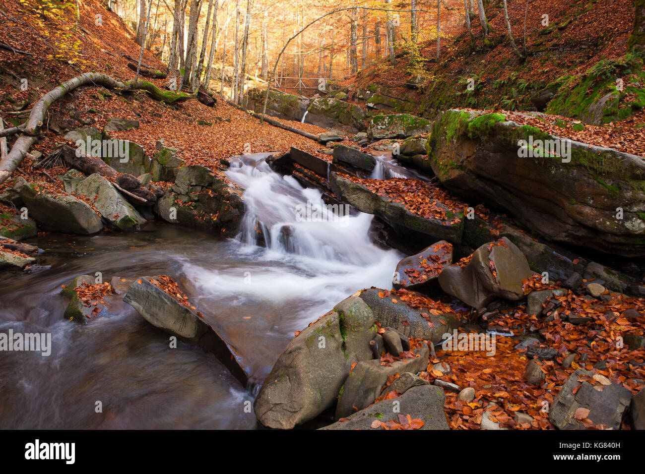 Magnificent view of the waterfall in the Autumn Beech Forest in Europe ...