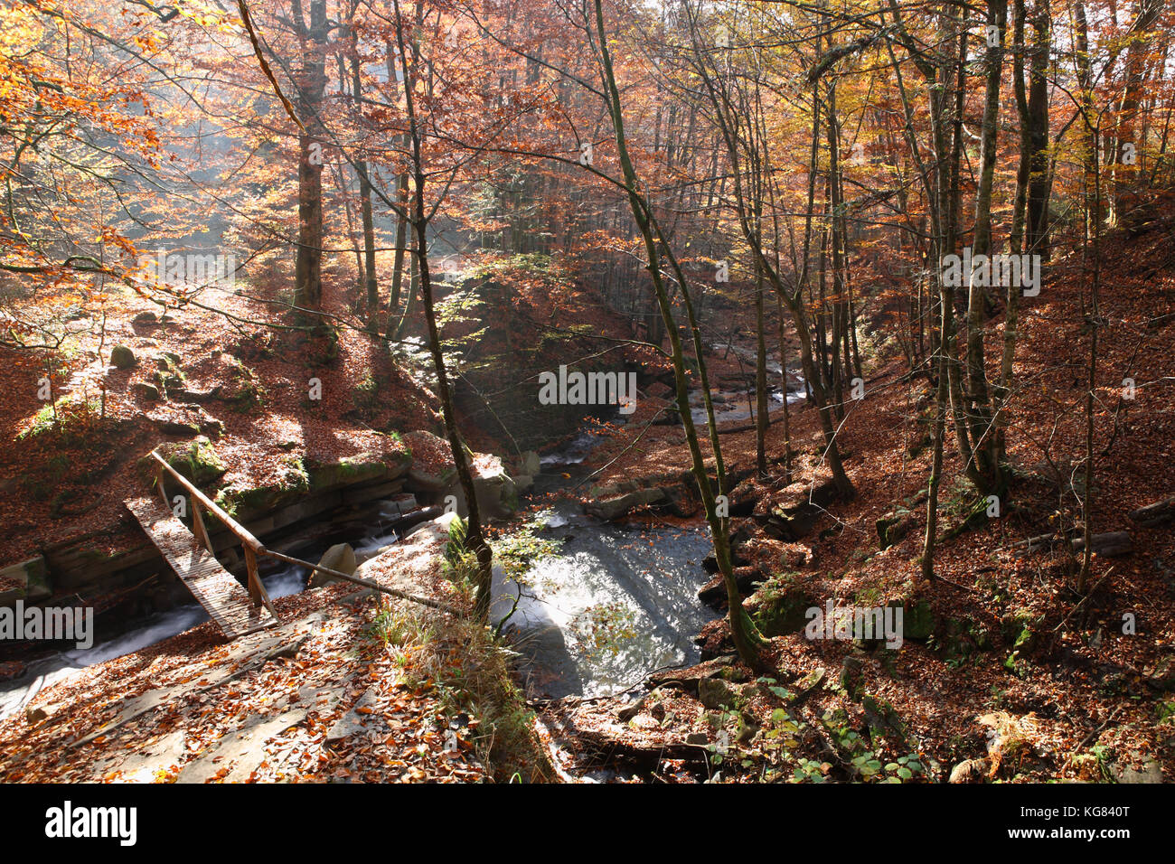 Magnificent view of the waterfall in the Autumn Beech Forest in Europe ...