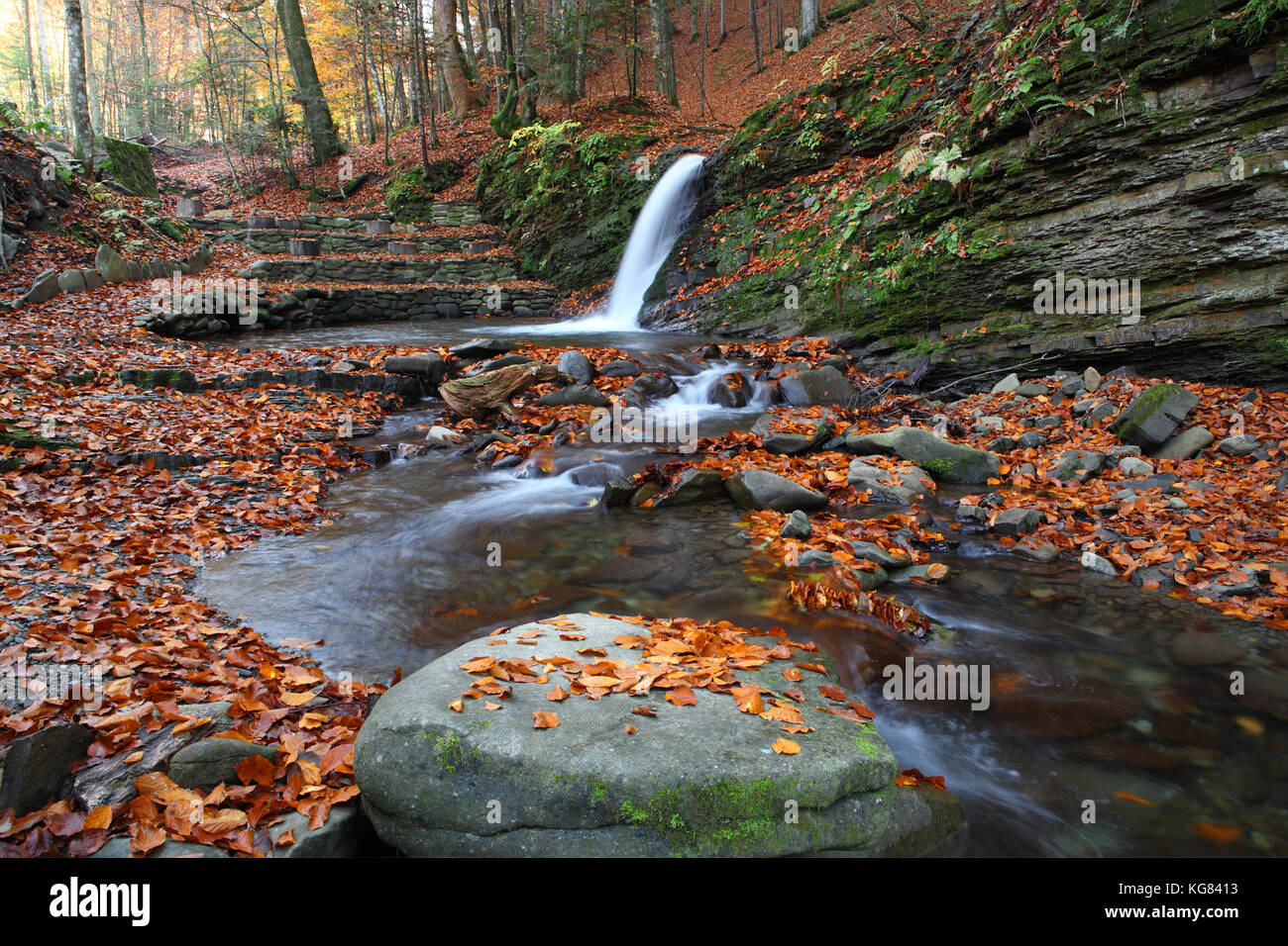 Magnificent view of the waterfall in the Autumn Beech Forest in Europe ...