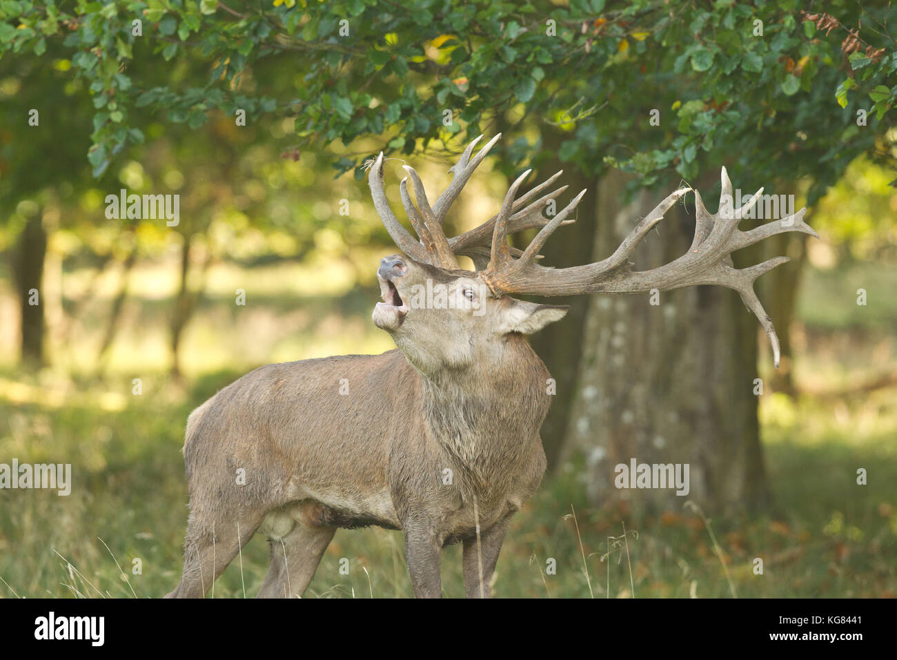 Red deer Rutting season Stock Photo - Alamy